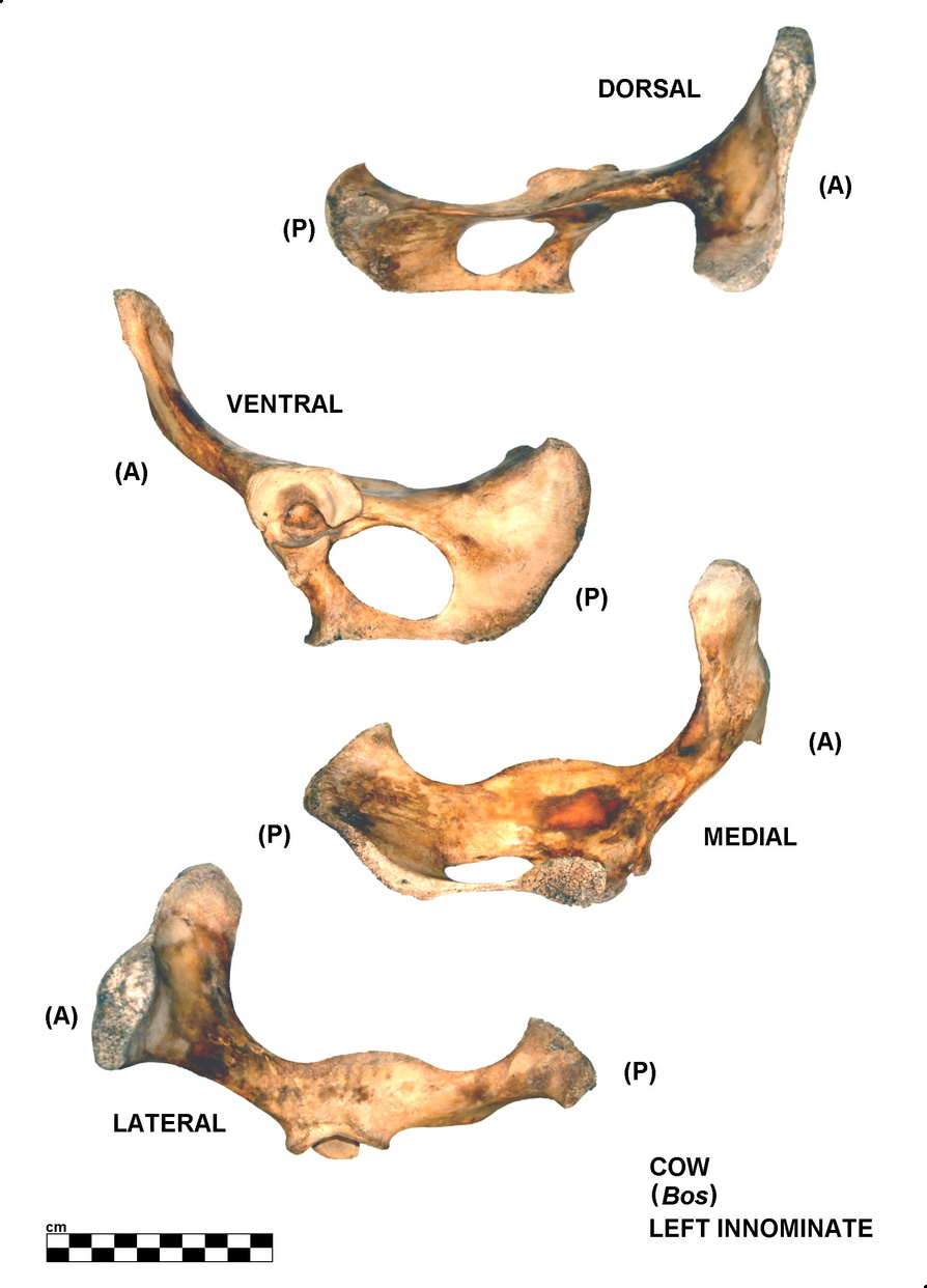 Collections de référence / Artiodactyles / Vache | ArchéoZoothèque ...