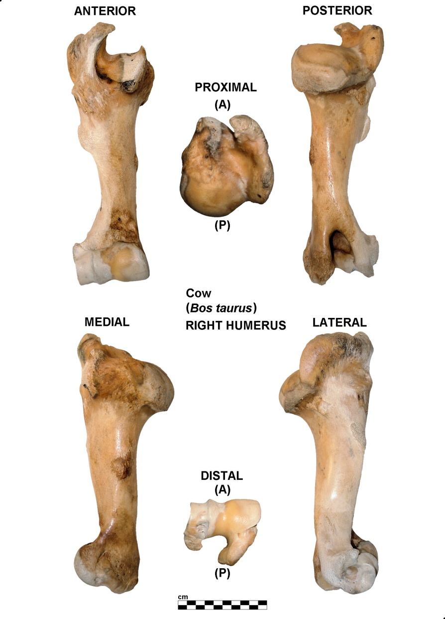 Collections de référence / Artiodactyles / Vache | ArchéoZoothèque ...