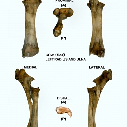 Reference collections / Artiodactyls
