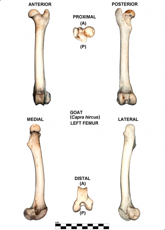 Reference collections / Artiodactyls / Goat | ArchéoZoothèque