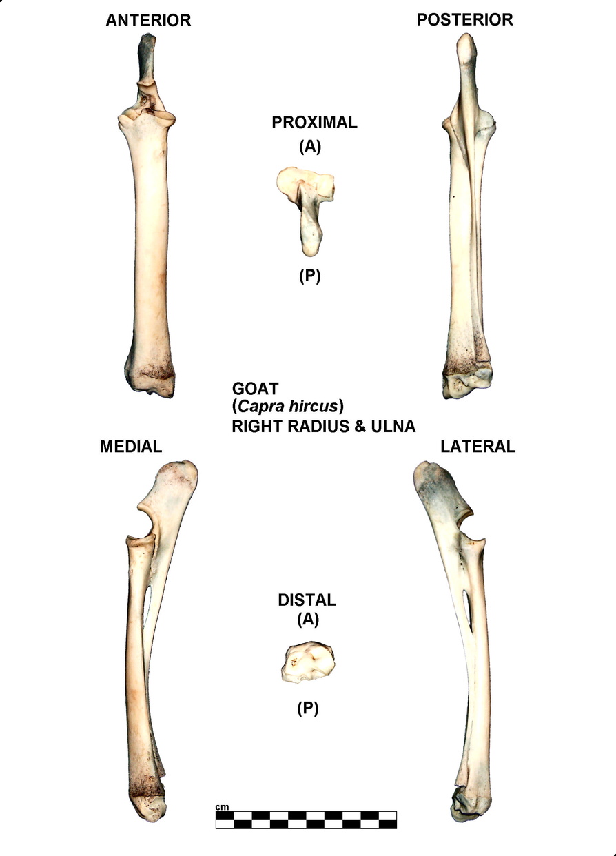 Reference collections / Artiodactyls / Goat | ArchéoZoothèque