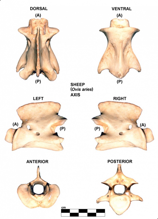 Reference collections / Artiodactyls / Sheep | ArchéoZoothèque ...