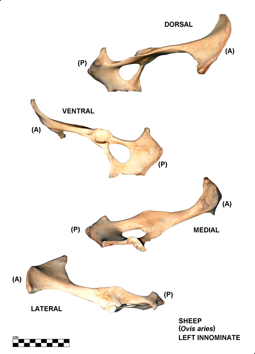 Collections de référence / Artiodactyles / Mouton | ArchéoZoothèque ...