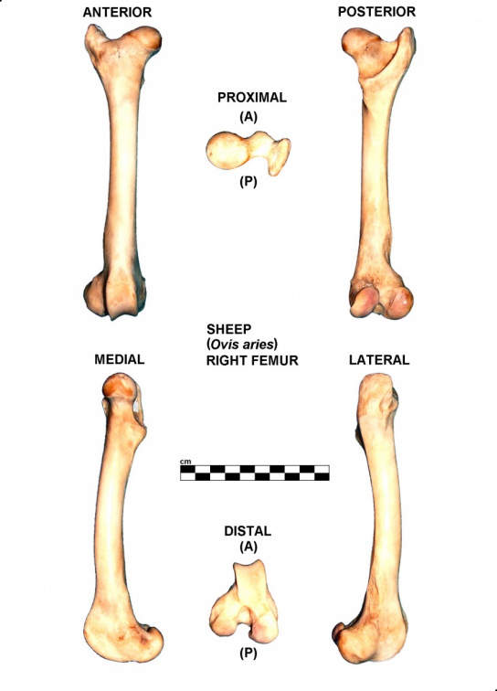 Reference collections / Artiodactyls / Sheep | ArchéoZoothèque ...