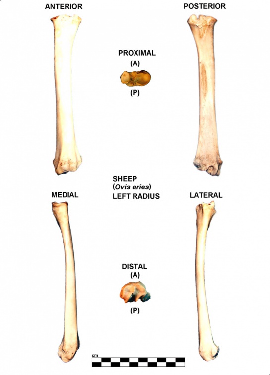 Reference collections / Artiodactyls / Sheep | ArchéoZoothèque ...