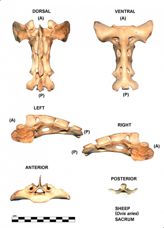 Reference collections / Artiodactyls / Sheep | ArchéoZoothèque ...