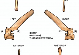 Reference collections / Artiodactyls / Sheep | ArchéoZoothèque ...