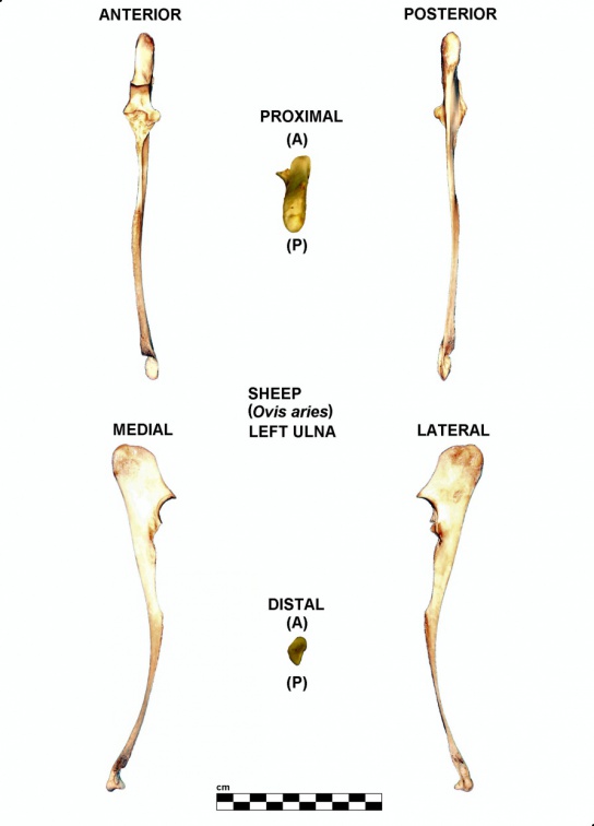 Reference collections / Artiodactyls / Sheep | ArchéoZoothèque ...
