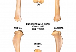 Ostéothèque / Artiodactyles / Sanglier | ArchéoZoothèque