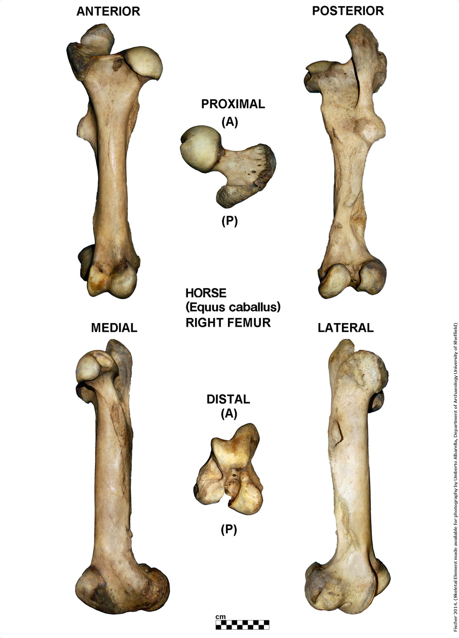 Equus-caballus Humerus Right | ArchéoZoothèque : Plateforme de ...