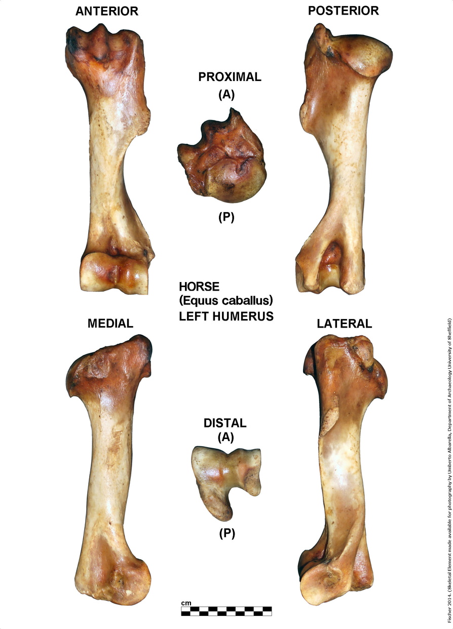 Collections de référence / Périssodactyles / Cheval | ArchéoZoothèque ...
