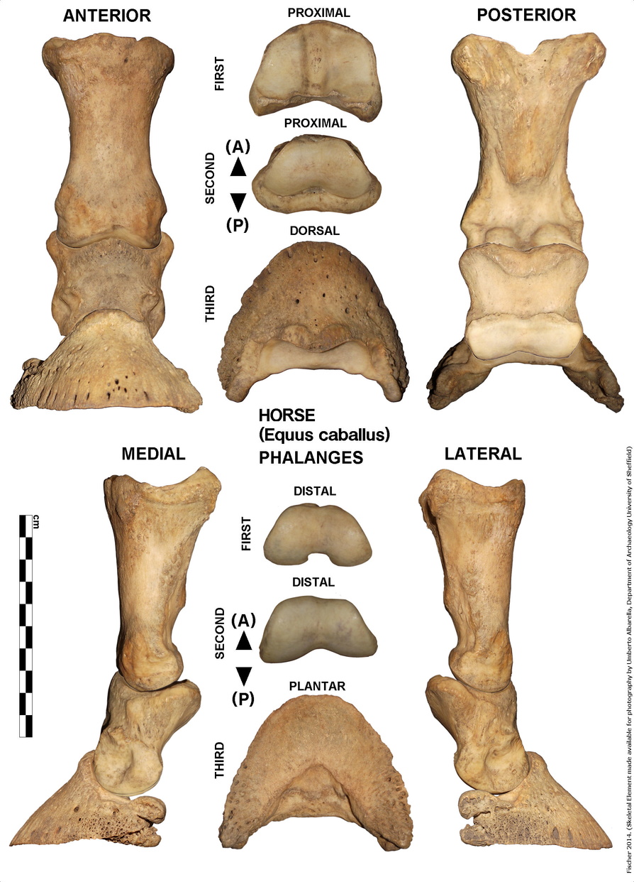 Equus-caballus Humerus Right | ArchéoZoothèque : Plateforme de ...