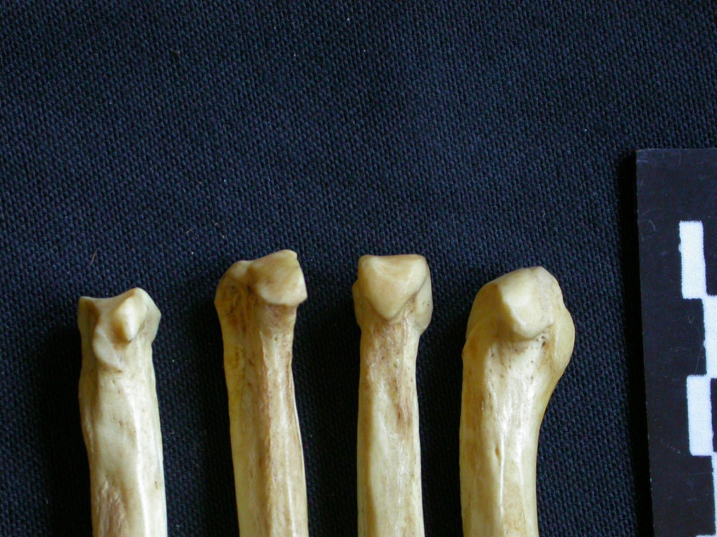 Tag métacarpe | ArchéoZoothèque