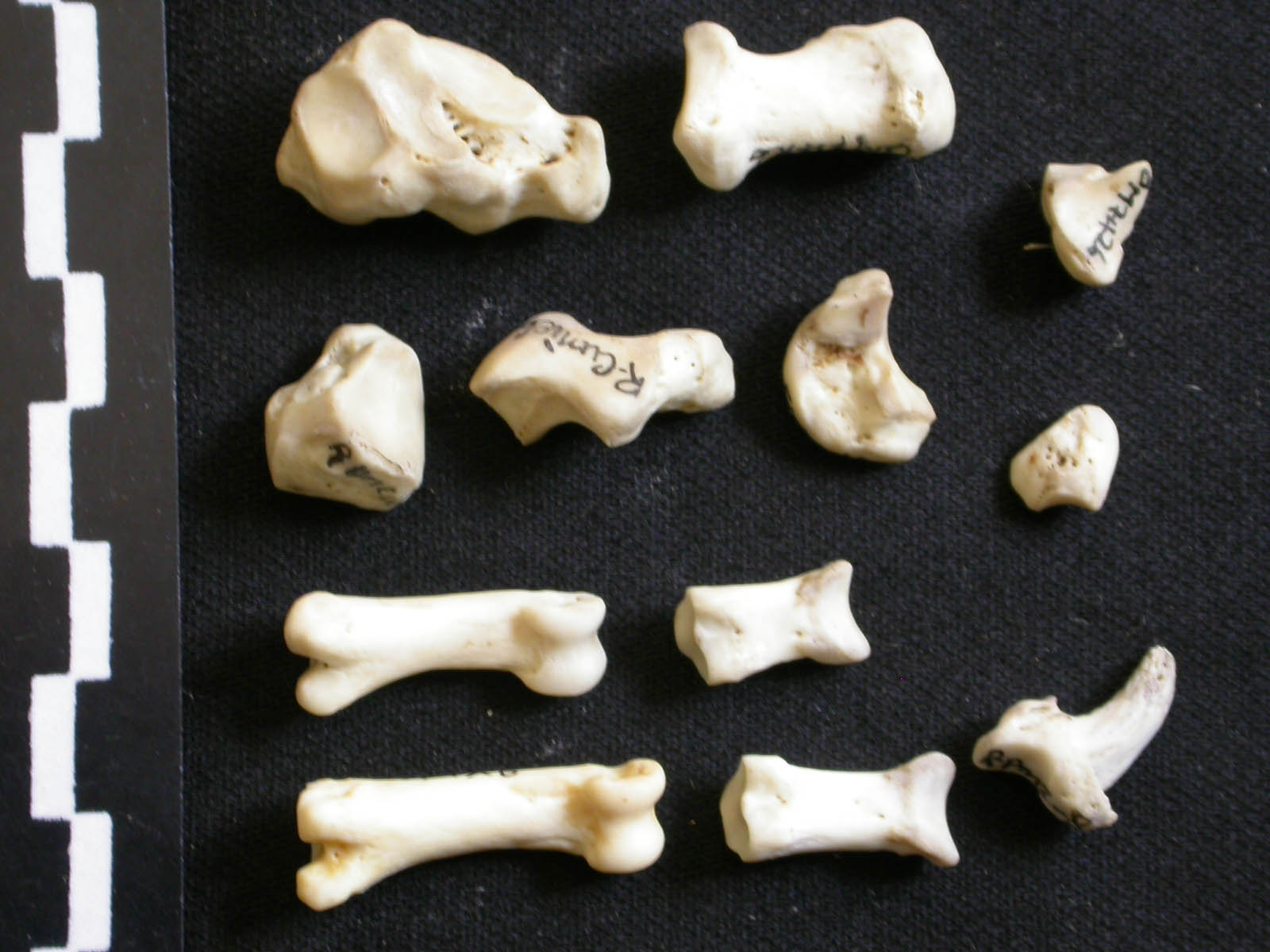 Tag trapézoïde | ArchéoZoothèque