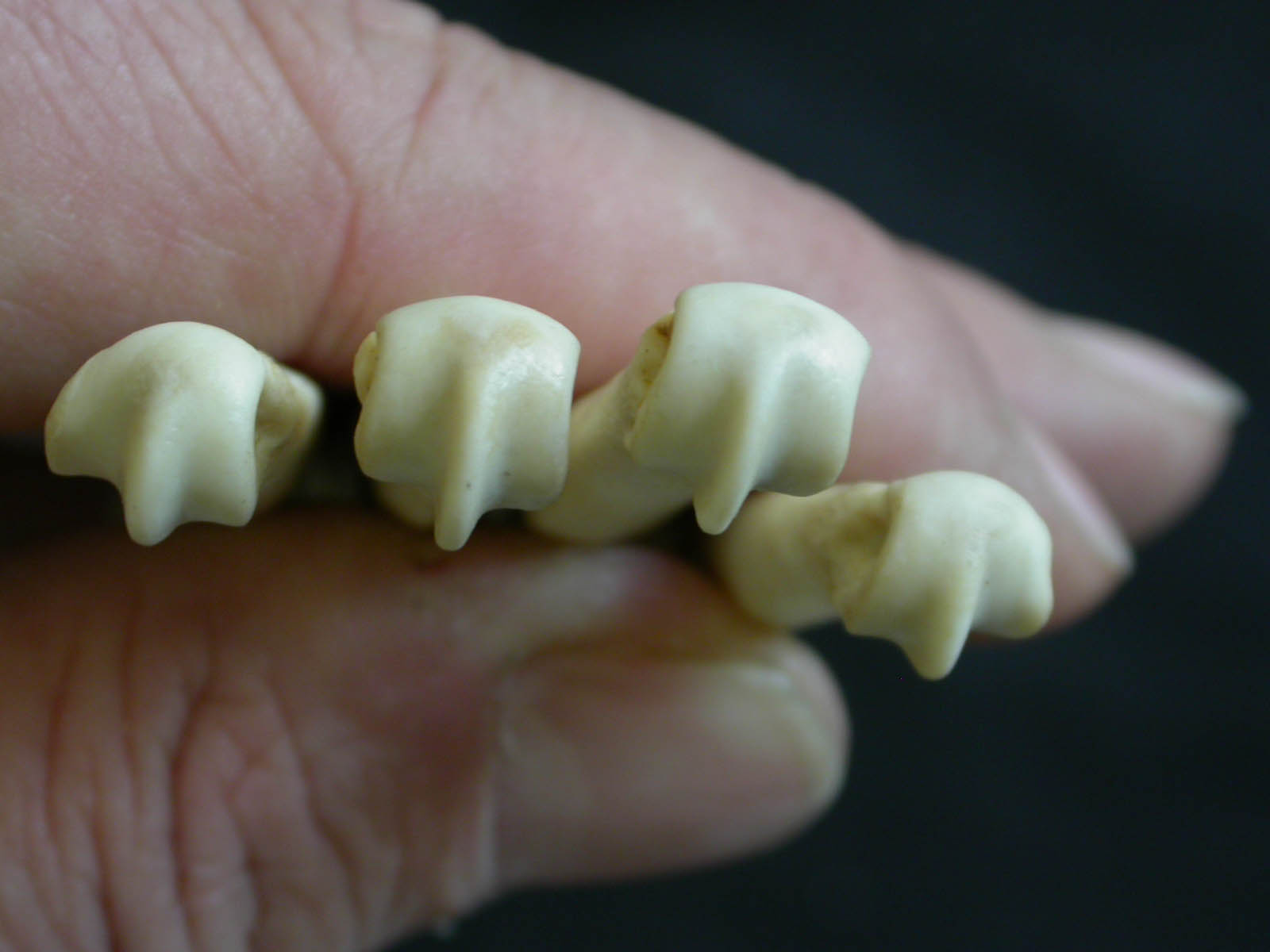 Métacarpe : vue postérieure | ArchéoZoothèque