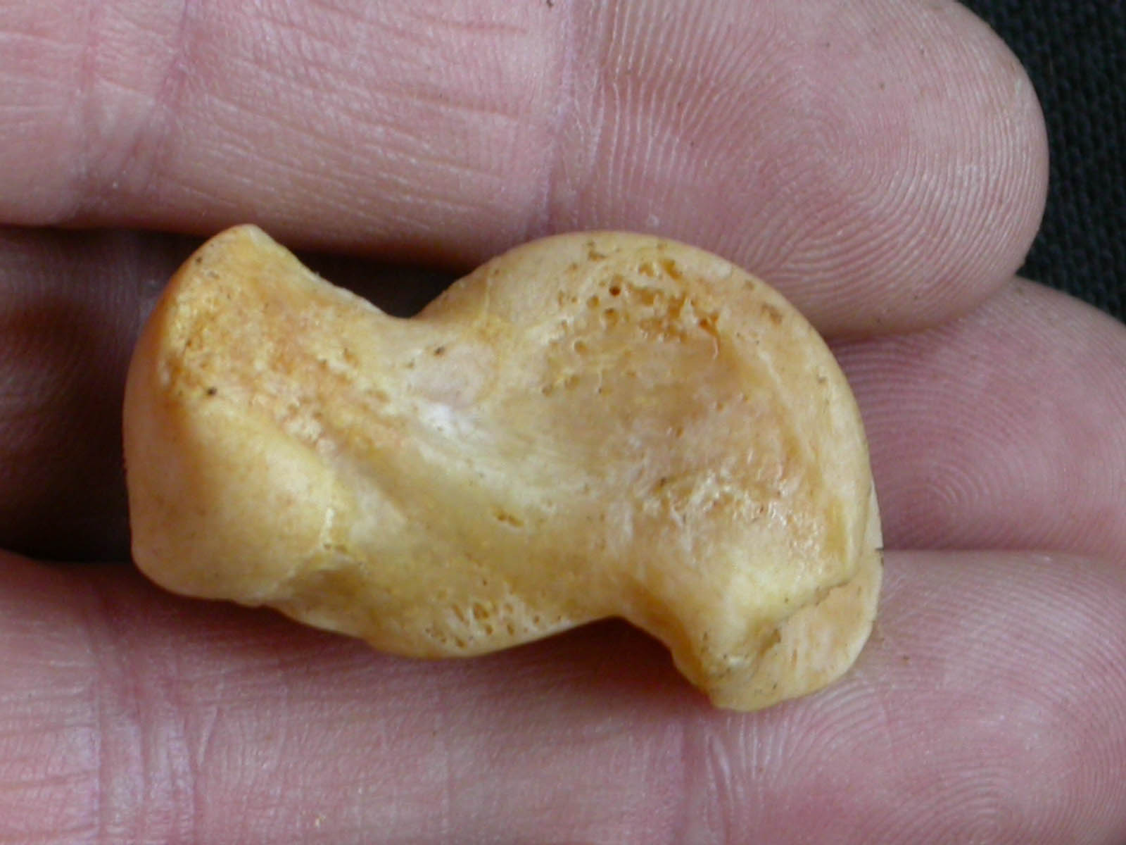 Tag talus | ArchéoZoothèque : Plateforme de ressources numériques en ...