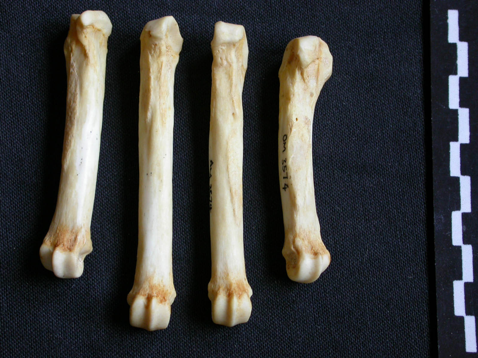 Métacarpe : vue postérieure | ArchéoZoothèque