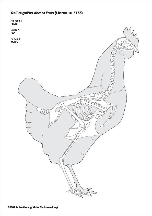 Squelettes vectorisés / Oiseaux | ArchéoZoothèque : Plateforme de ...